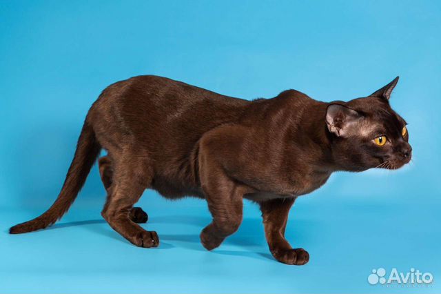 Бурманская(вязка)