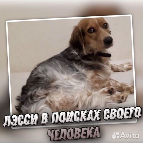 Лэсси в поисках семьи