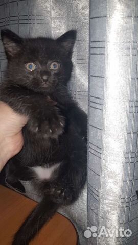 Котик 1, 5мес