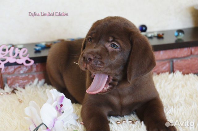 Шоколадки с полным пакетом документов