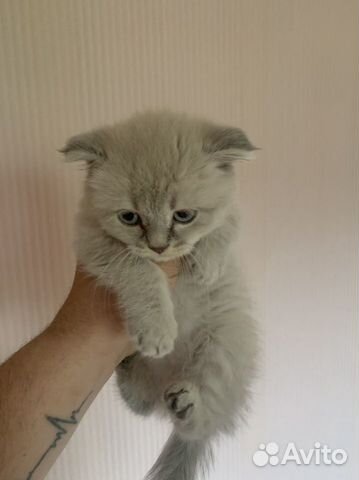 Британская веслоухая шиншилла кот