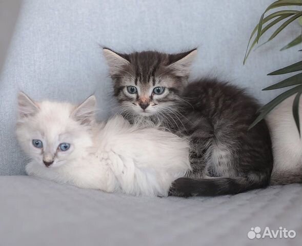 Котята