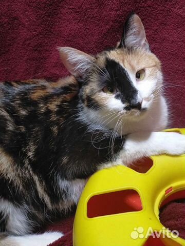 Пеструшка ищет дом