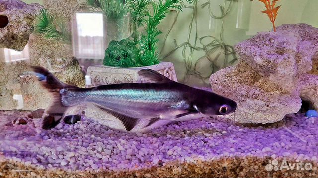 Акулий сом 2шт