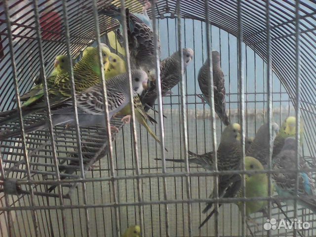 Волнистые попугаи оптом