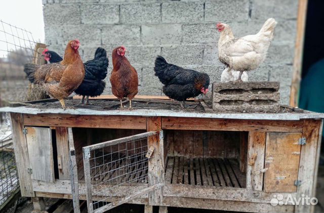 Инкубационное яйцо