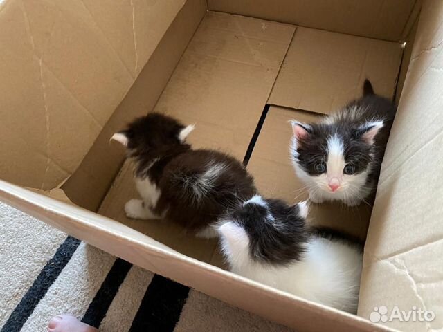 Отдам даром игривых котят