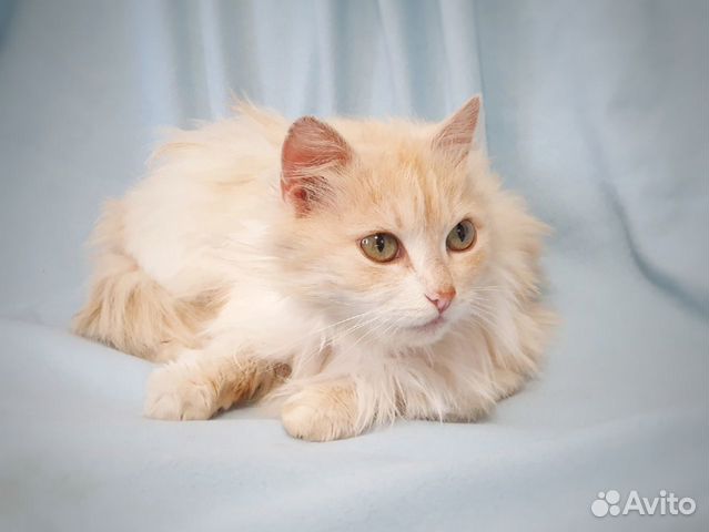 Нежная Зефирка