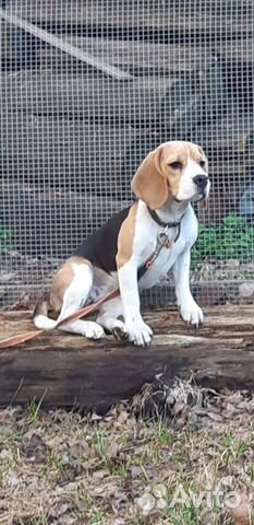 Переустраиваеться щенок Бигль девочка