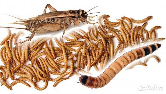 Сверчок живой