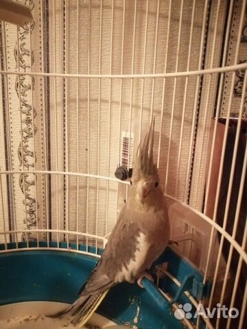 Попугай корелла самка