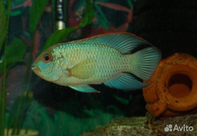 Неоновая нанакара и цихлозома меек нерестовые пары