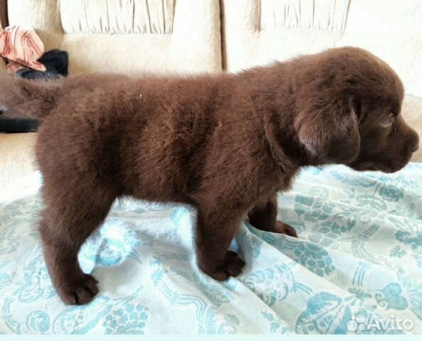 Славный малыш от замечательных родителей ищет добр