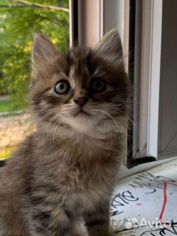 Котёнок девочка