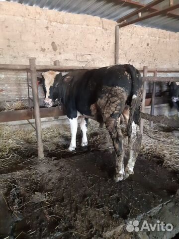 Бычки на откорме