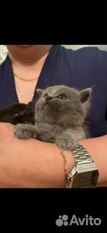 Британская кошечка 1мес
