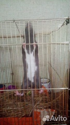 Бесплатно в дар