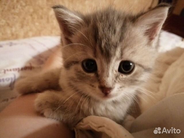 Котонек