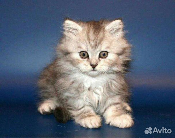 Голубая тикированная шиншилла