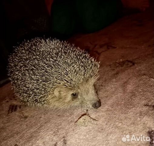 Ёжик