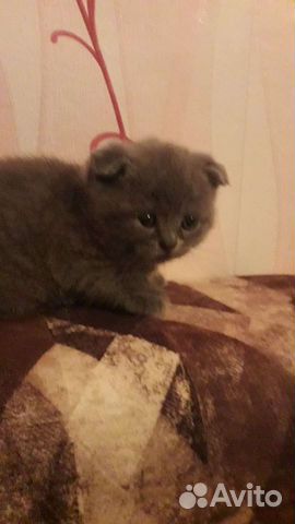 Британские котята