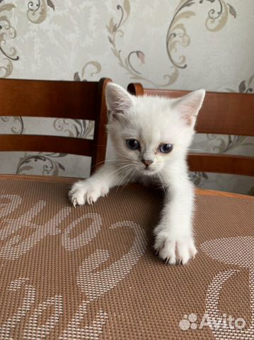 Британский котенок серебристая шиншилла