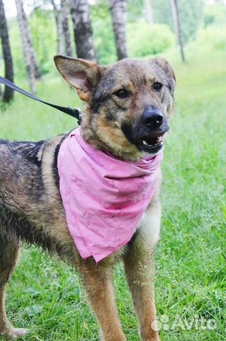 Собака Томми ищет любящих родителей