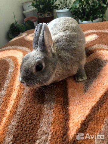 Кролик голландский