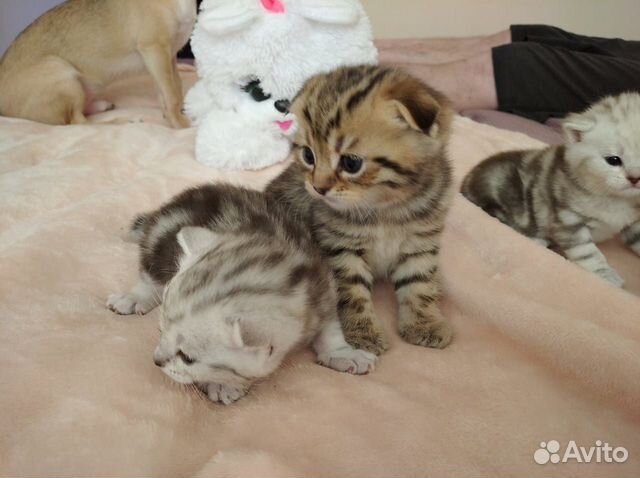 Невероятные по окрасу малыши британцы и шотландцы