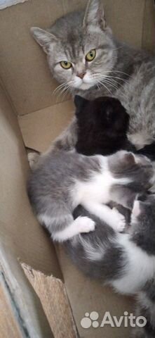 Котята от британской кошки