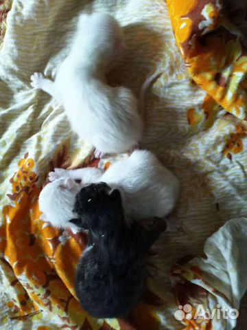 Котята в добрые руки