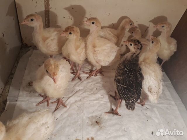 Индюшата и всрослые индюки