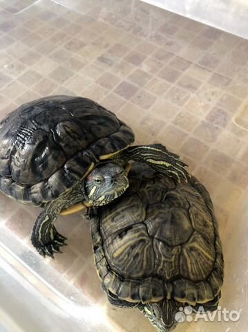 Отдадим дружелюбных черепах в добрые руки