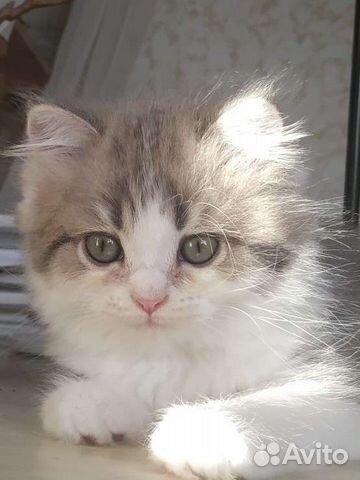 Шотландский длинношёрстный мальчик
