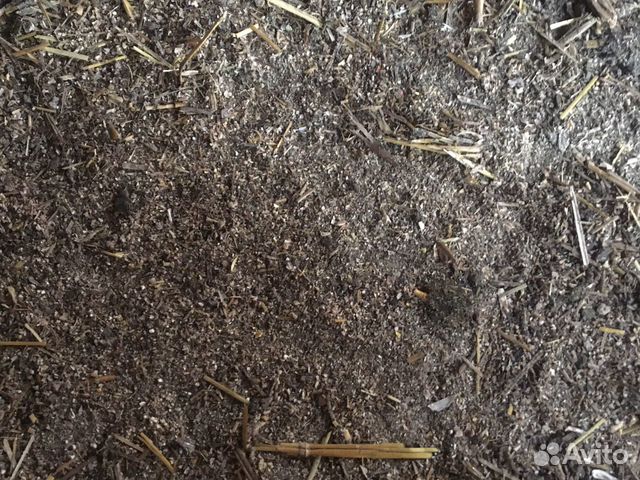 Взрослые телки Крс