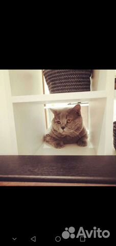 Шотландский котик для вязки