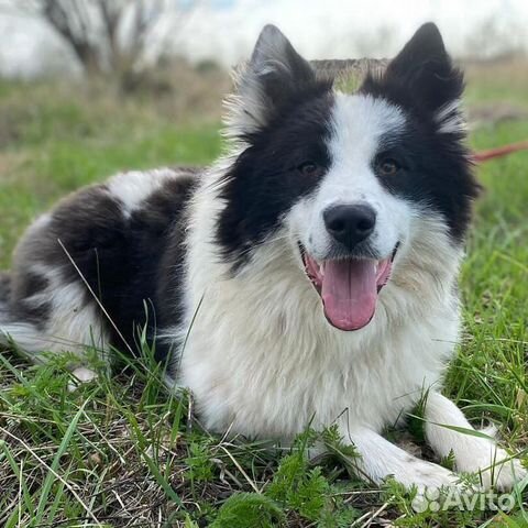 Очаровательная собачка Пончик в дар для охраны