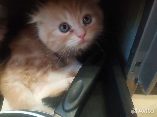 Кошка в дар