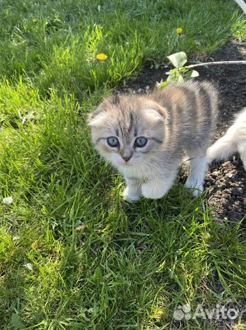 Вислоухий котенок (смесь шотланца и британцем)