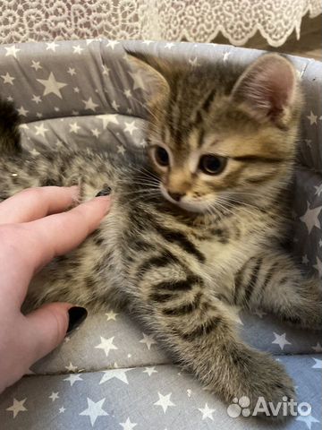 Британский котенок