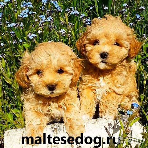 Мальтипу f1 рыжие