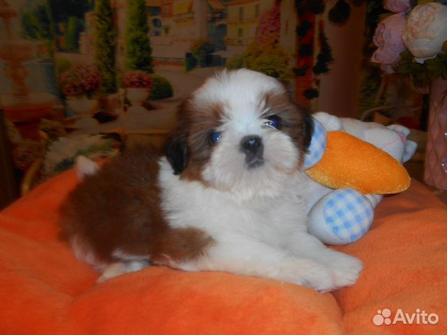 Ши-тцу нежная девочка минюшка