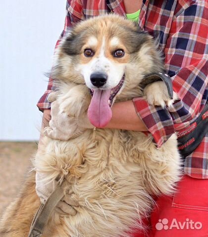 Собака в любящие руки