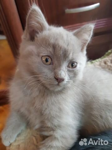 Шотландские прямоухие котята