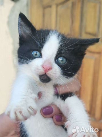 Котенок 1.5мес окрас бурёнка