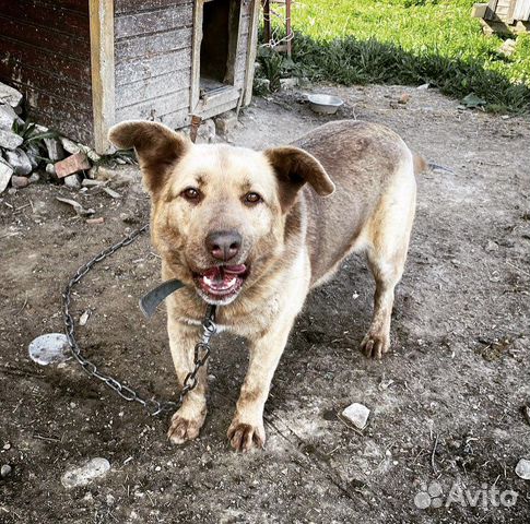 Собака-улыбака. Позитив в дом