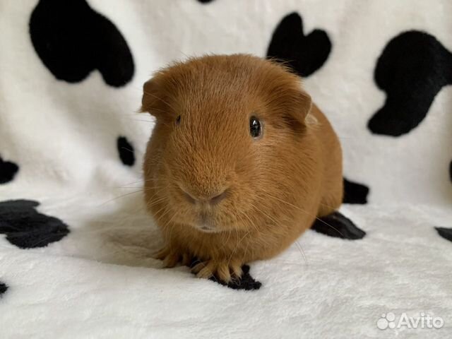 Морская свинка бублик селф