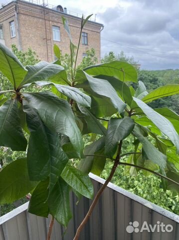 Индийский миндаль листья