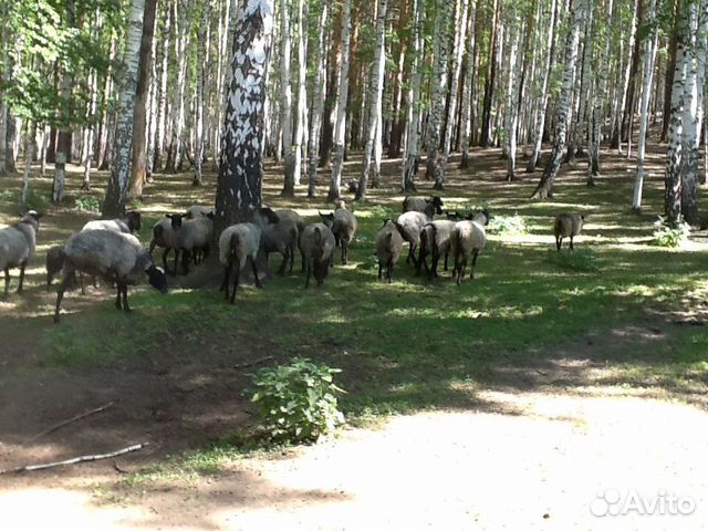 Овцы