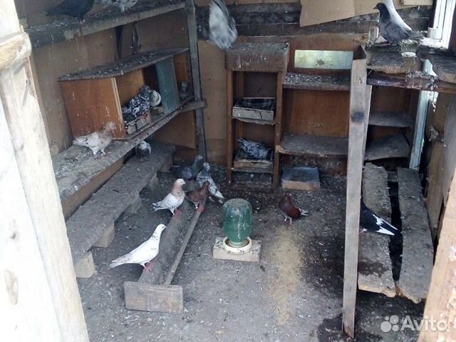 Продаю голубей разных пород только бакинцы